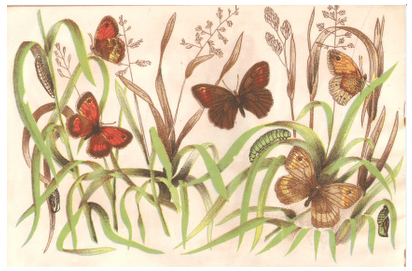Richard Chopping’s Butterfly Illustrations | Artistic Licence Renewed